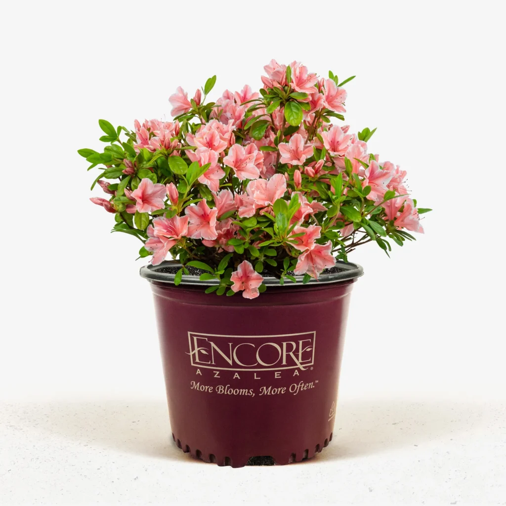 Encore Azalea – Absolute Landscaping