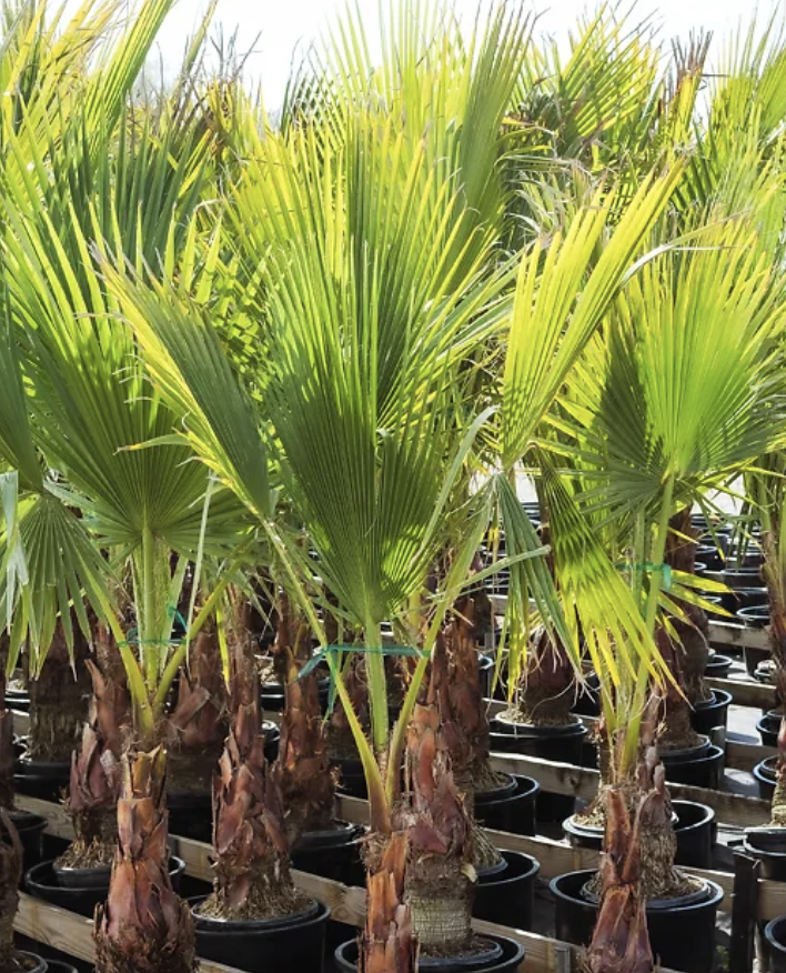 Mexican Fan Palm – Absolute Landscaping